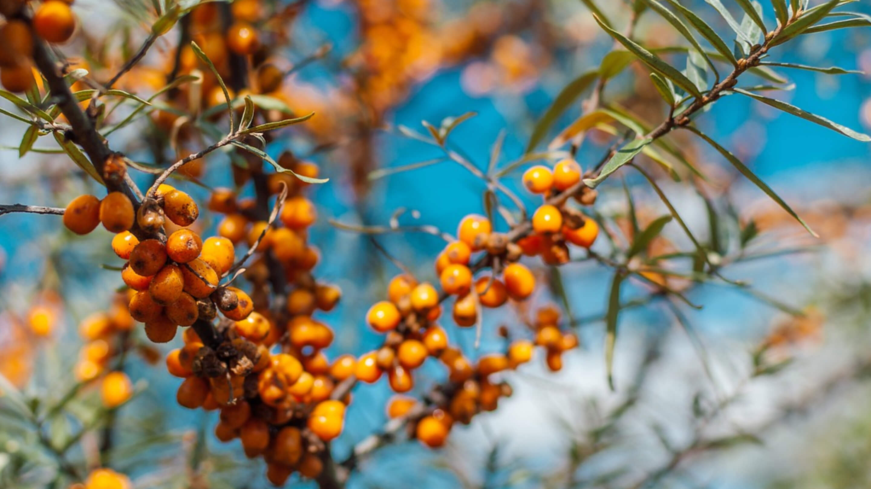 Sea Buckthorn – de mână eu